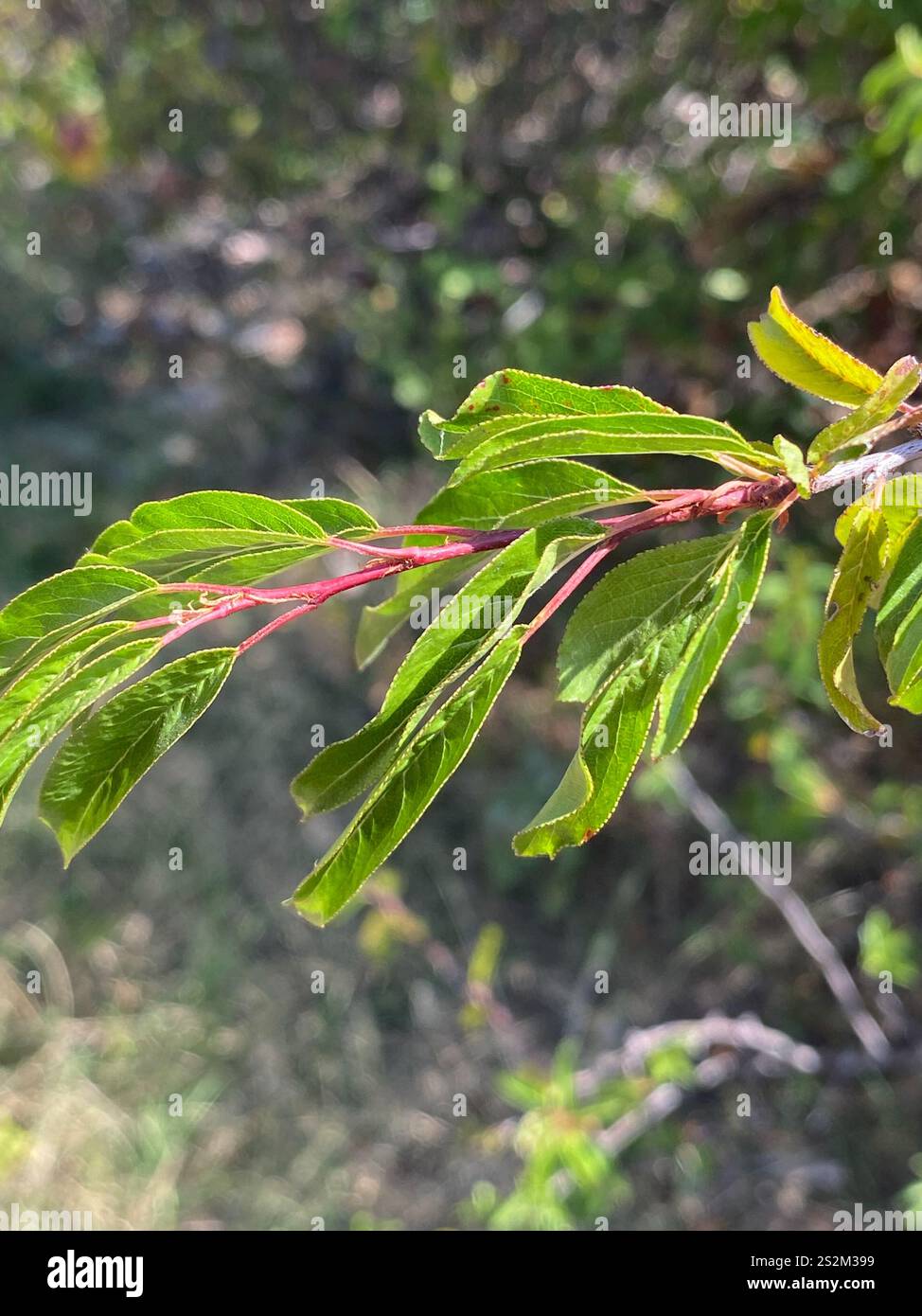 Chickasaw plum (Prunus angustifolia Stock Photo - Alamy