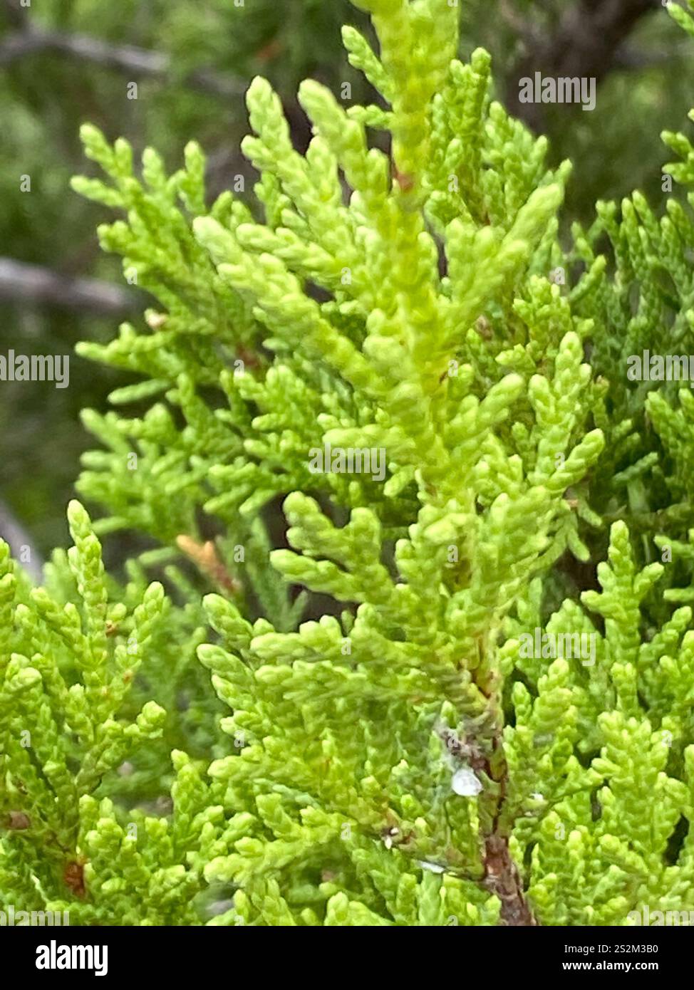 Ashe juniper (Juniperus ashei Stock Photo - Alamy