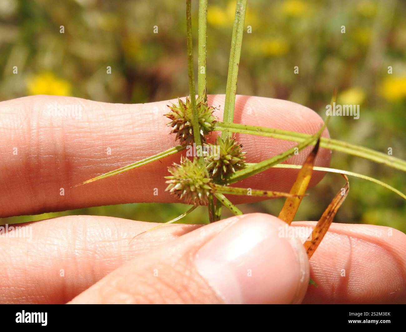 Shortleaf Spikesedge (Cyperus brevifolius Stock Photo - Alamy