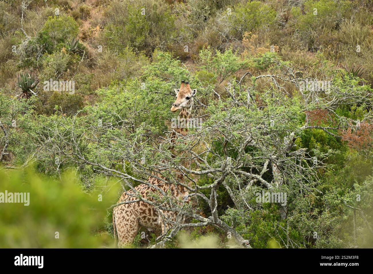Giraffe in the wild Africa habitat Stock Photo - Alamy