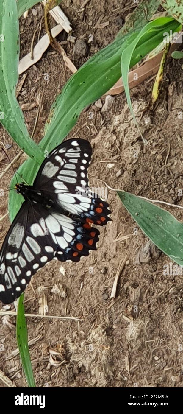 Dainty Swallowtail (Papilio anactus Stock Photo - Alamy