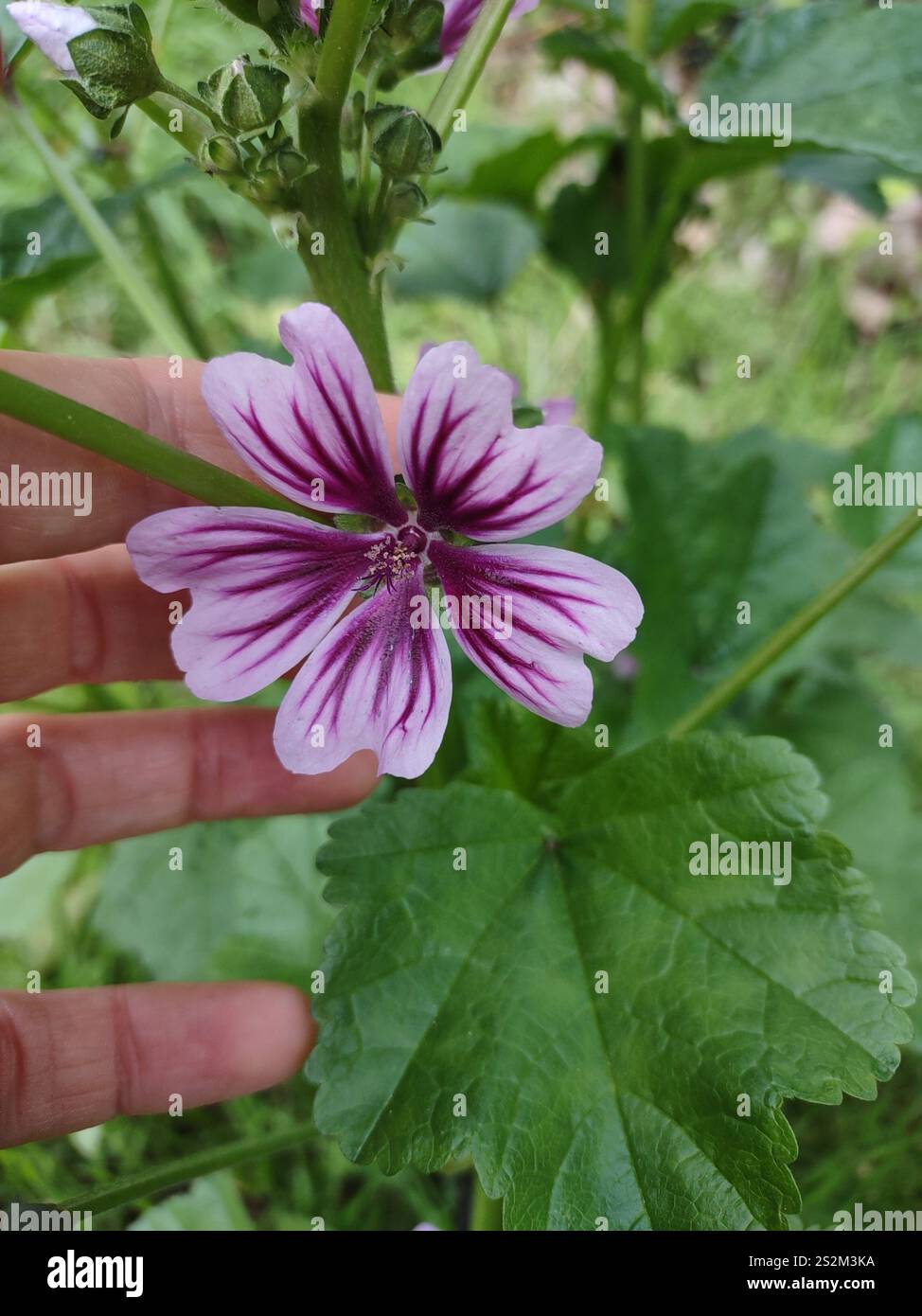 Common Mallow (Malva sylvestris Stock Photo - Alamy