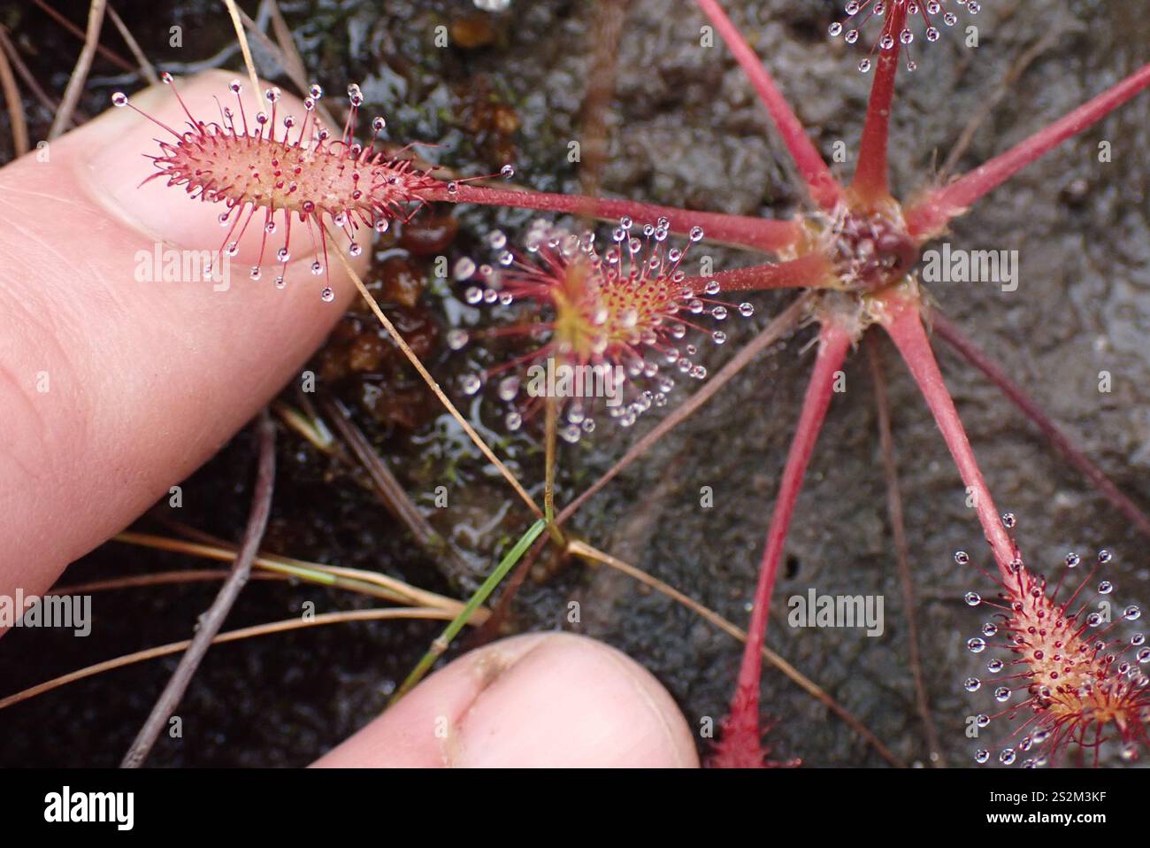 Great Sundew (Drosera anglica Stock Photo - Alamy
