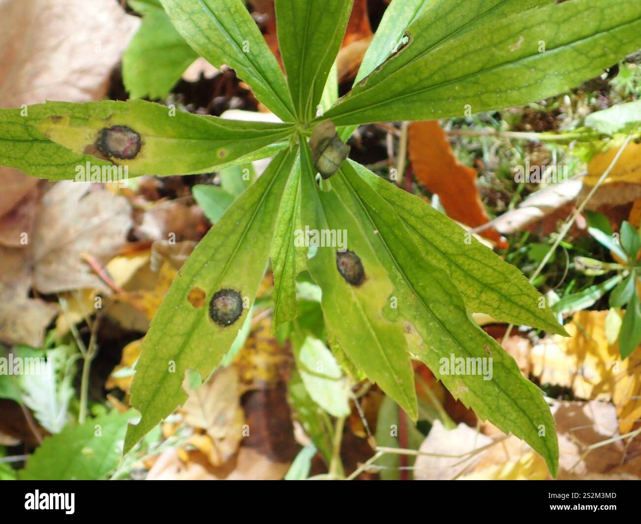 Carbonifera goldenrod gall midge (Asteromyia carbonifera Stock Photo ...