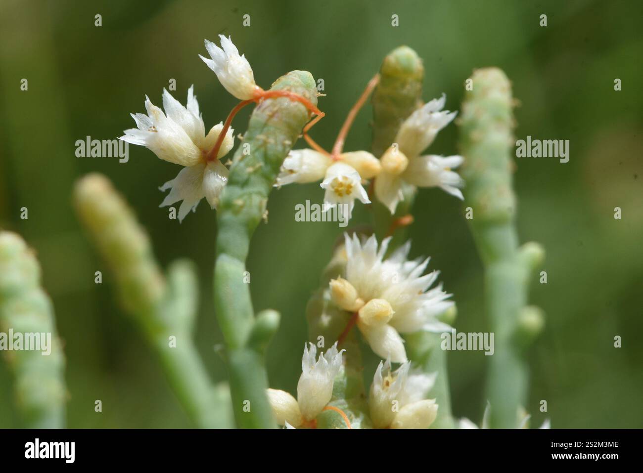 Cuscuta pacifica hi-res stock photography and images - Alamy