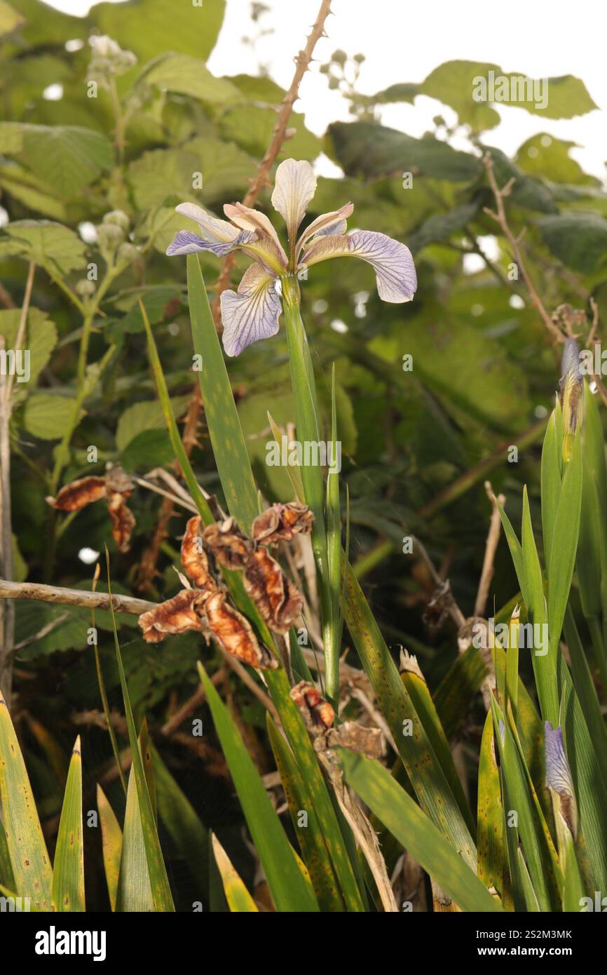 Stinking iris (Iris foetidissima Stock Photo - Alamy