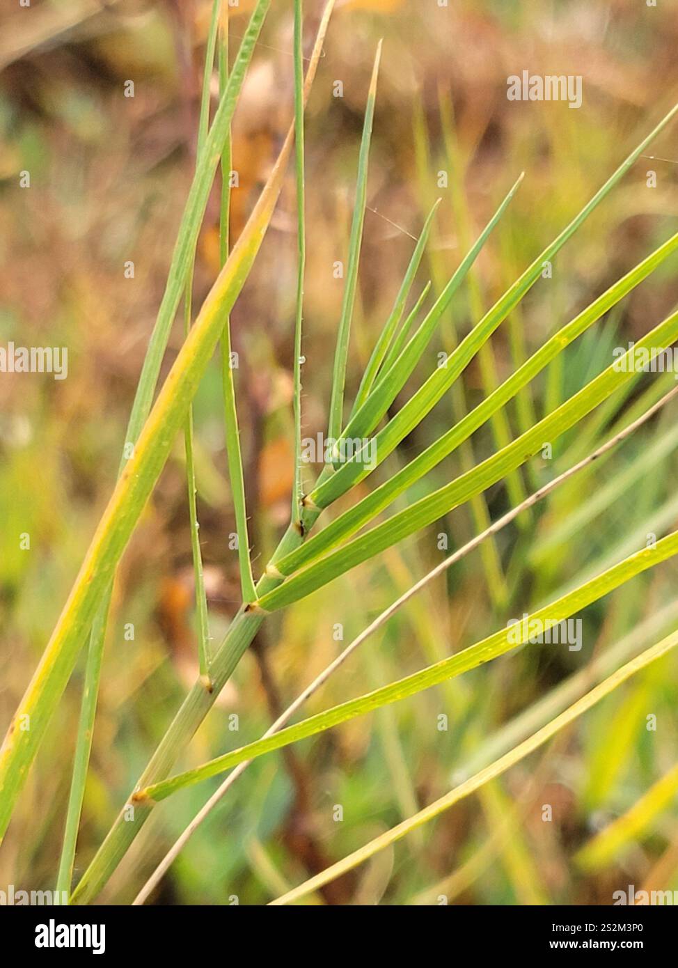 Saltgrass (Distichlis spicata Stock Photo - Alamy