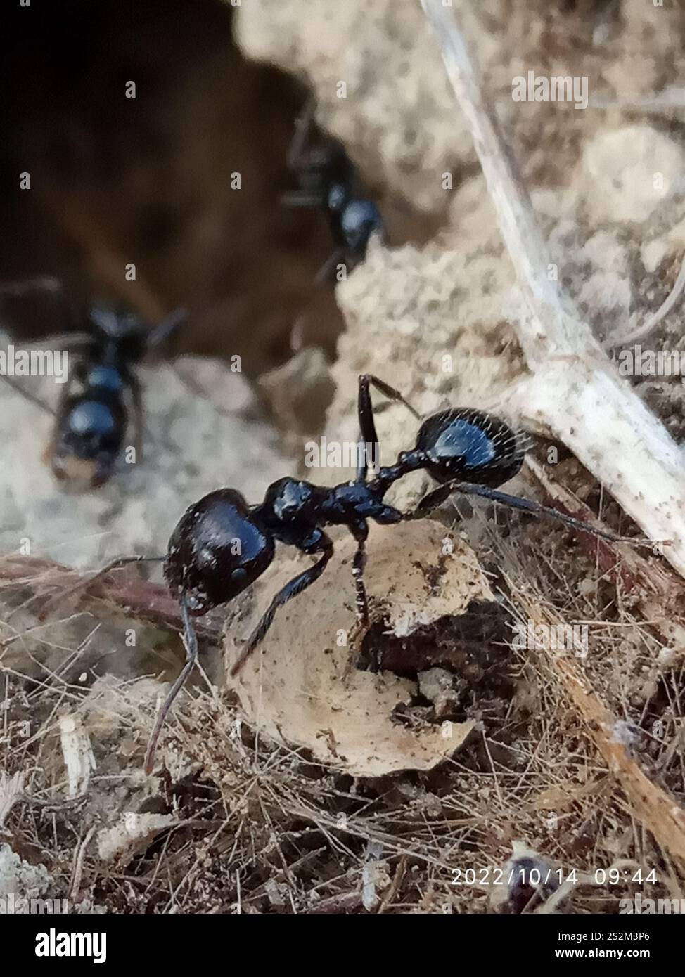 Messor barbarus hi-res stock photography and images - Alamy