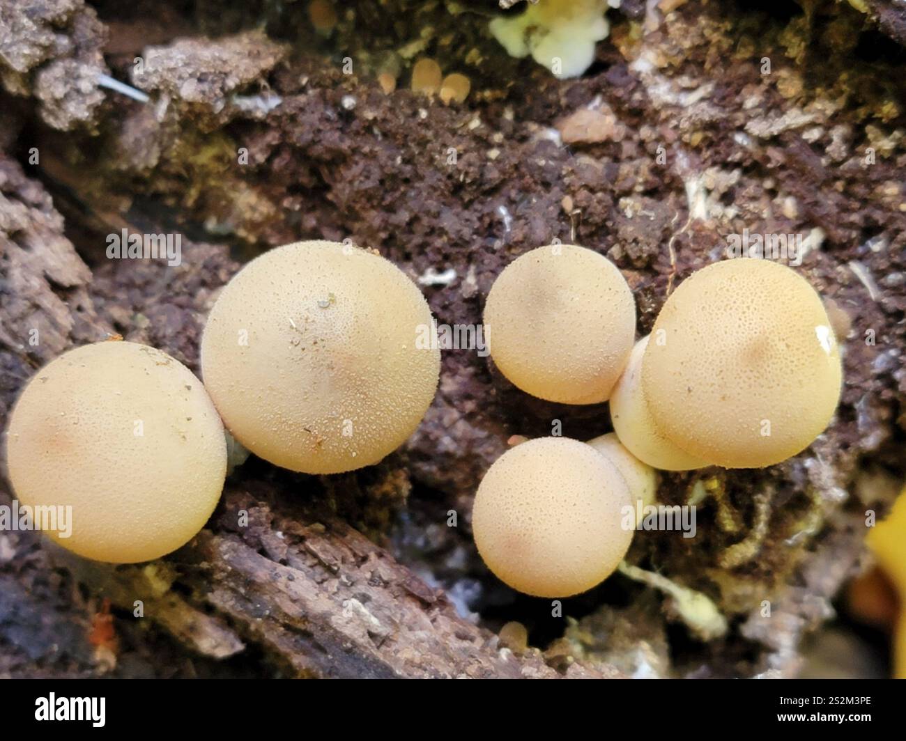 Pear-shaped Puffball (Apioperdon pyriforme Stock Photo - Alamy