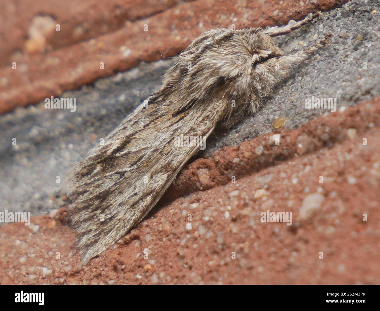 The sprawler hi-res stock photography and images - Alamy