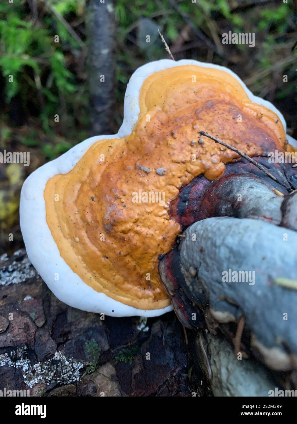 Northern Red Belt (Fomitopsis mounceae Stock Photo - Alamy