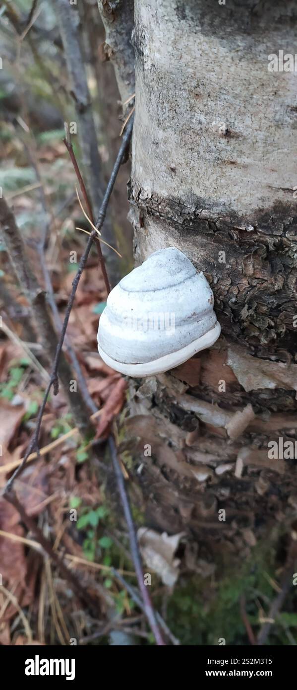 Hoof Fungus (Fomes fomentarius Stock Photo - Alamy