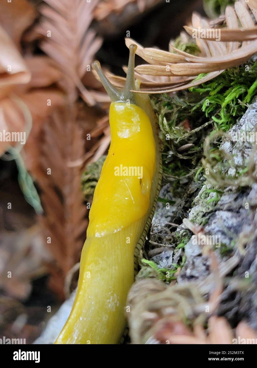 California Banana Slug (Ariolimax californicus Stock Photo - Alamy