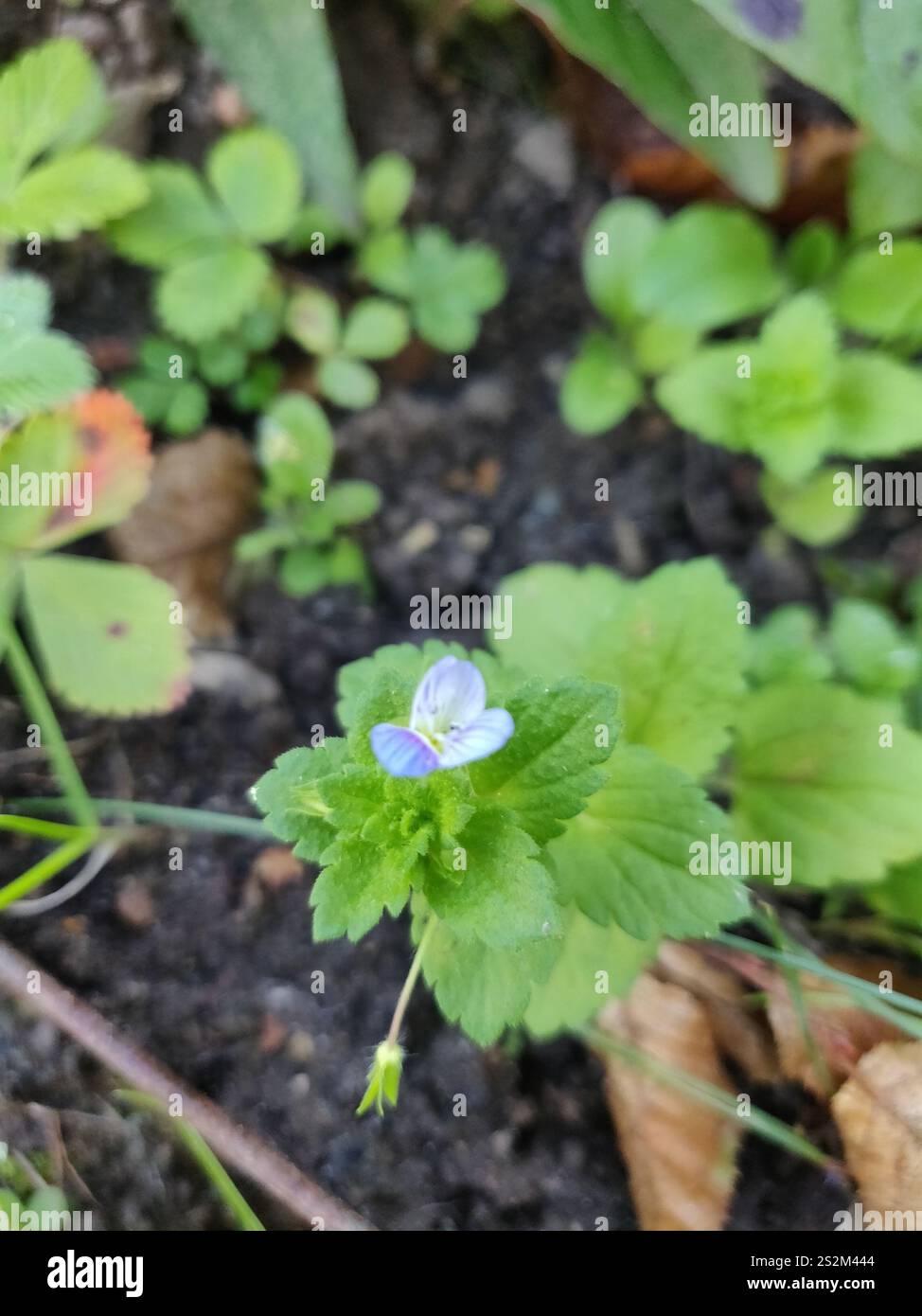 bird's-eye speedwell (Veronica persica Stock Photo - Alamy