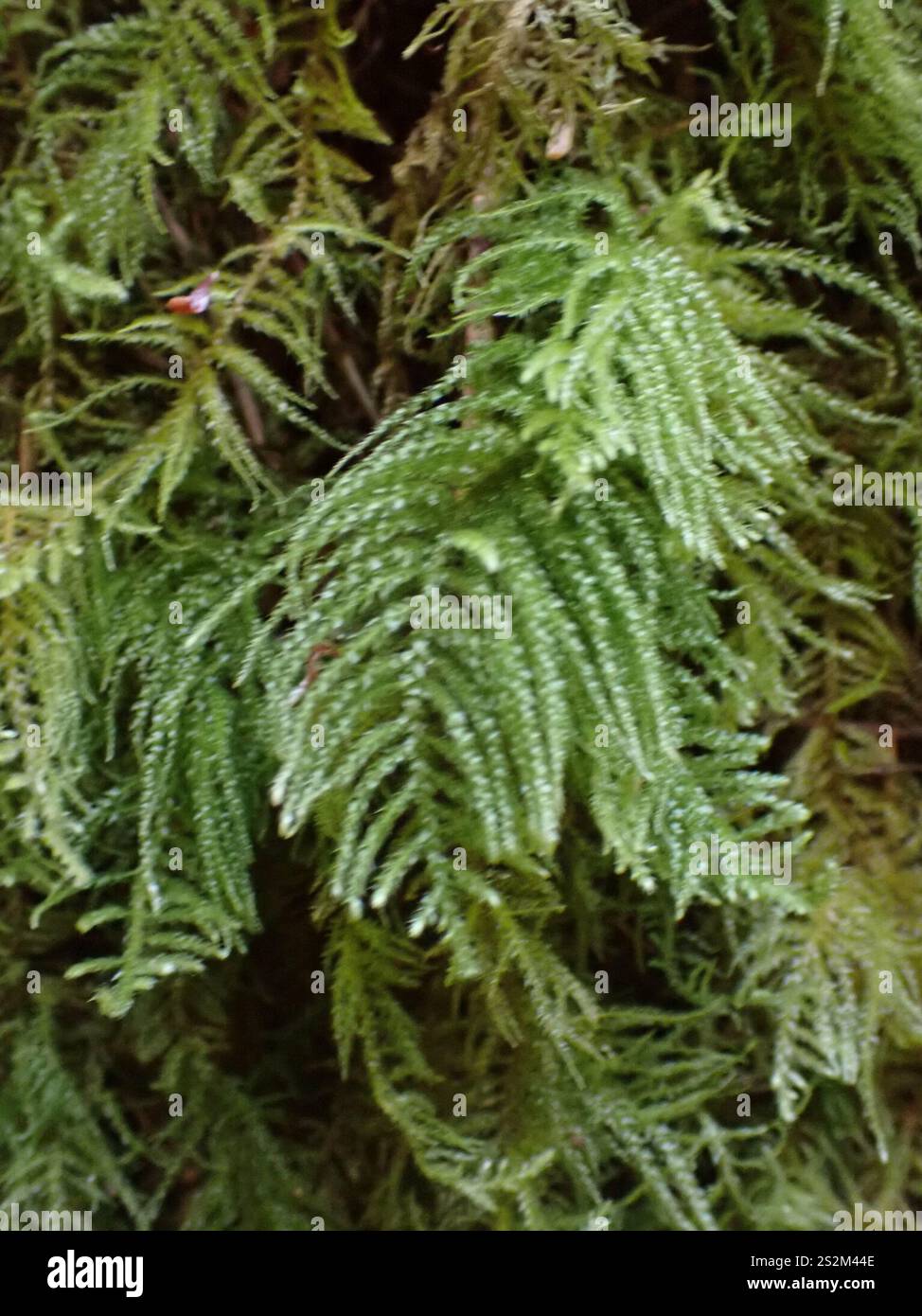 Oregon Beaked Moss (Kindbergia oregana Stock Photo - Alamy
