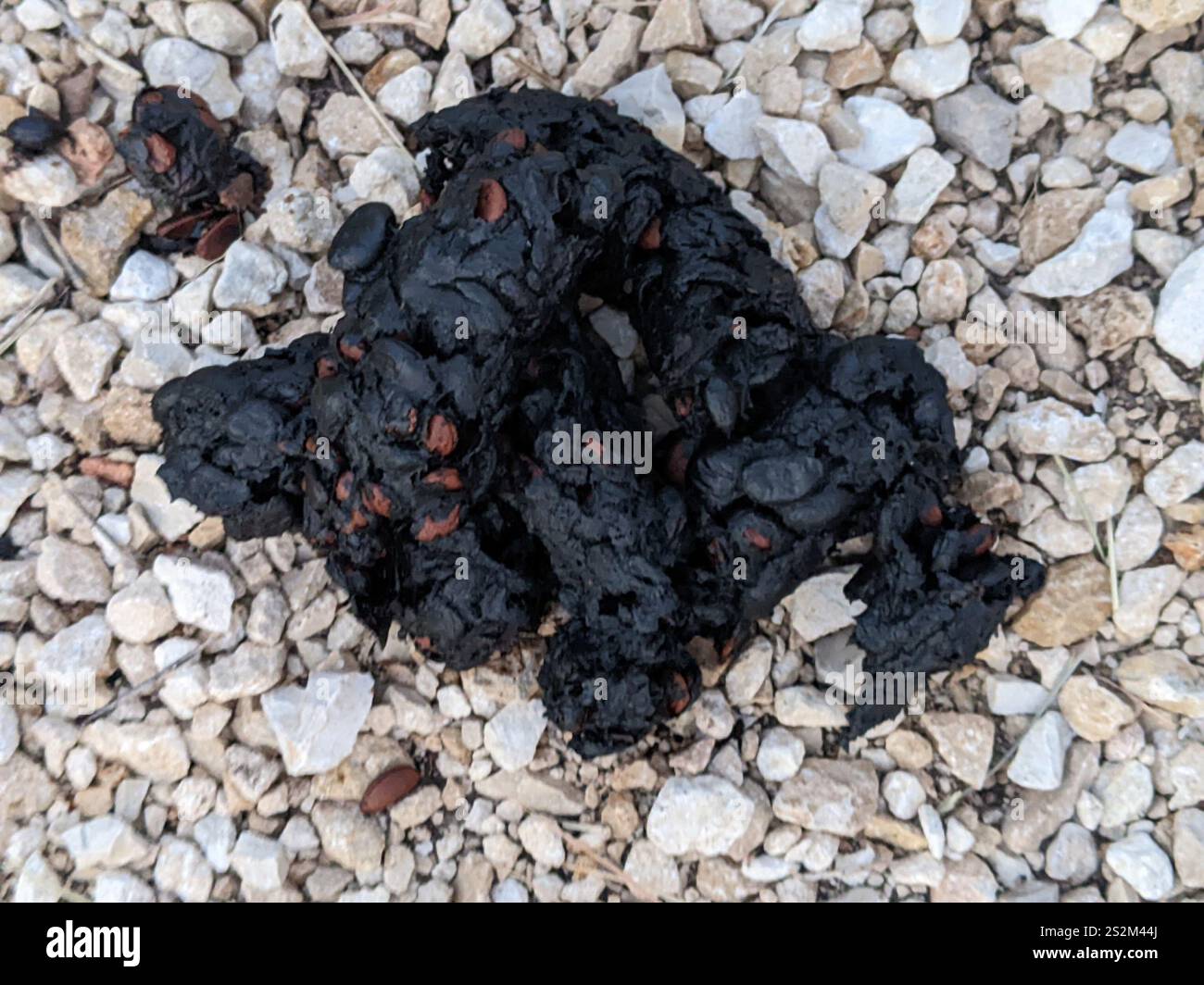 Western Spotted Skunk (Spilogale gracilis Stock Photo - Alamy