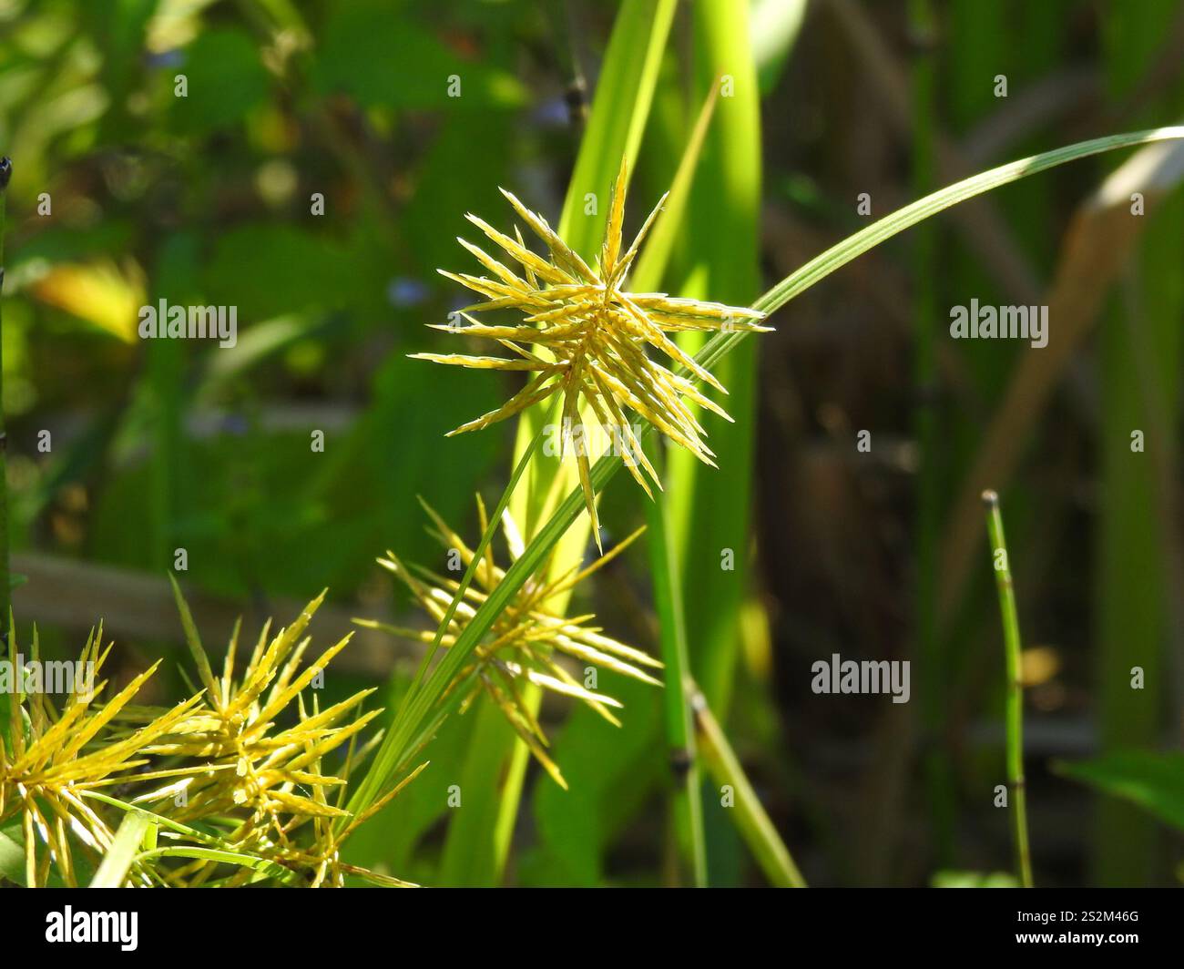 straw-colored flatsedge (Cyperus strigosus Stock Photo - Alamy