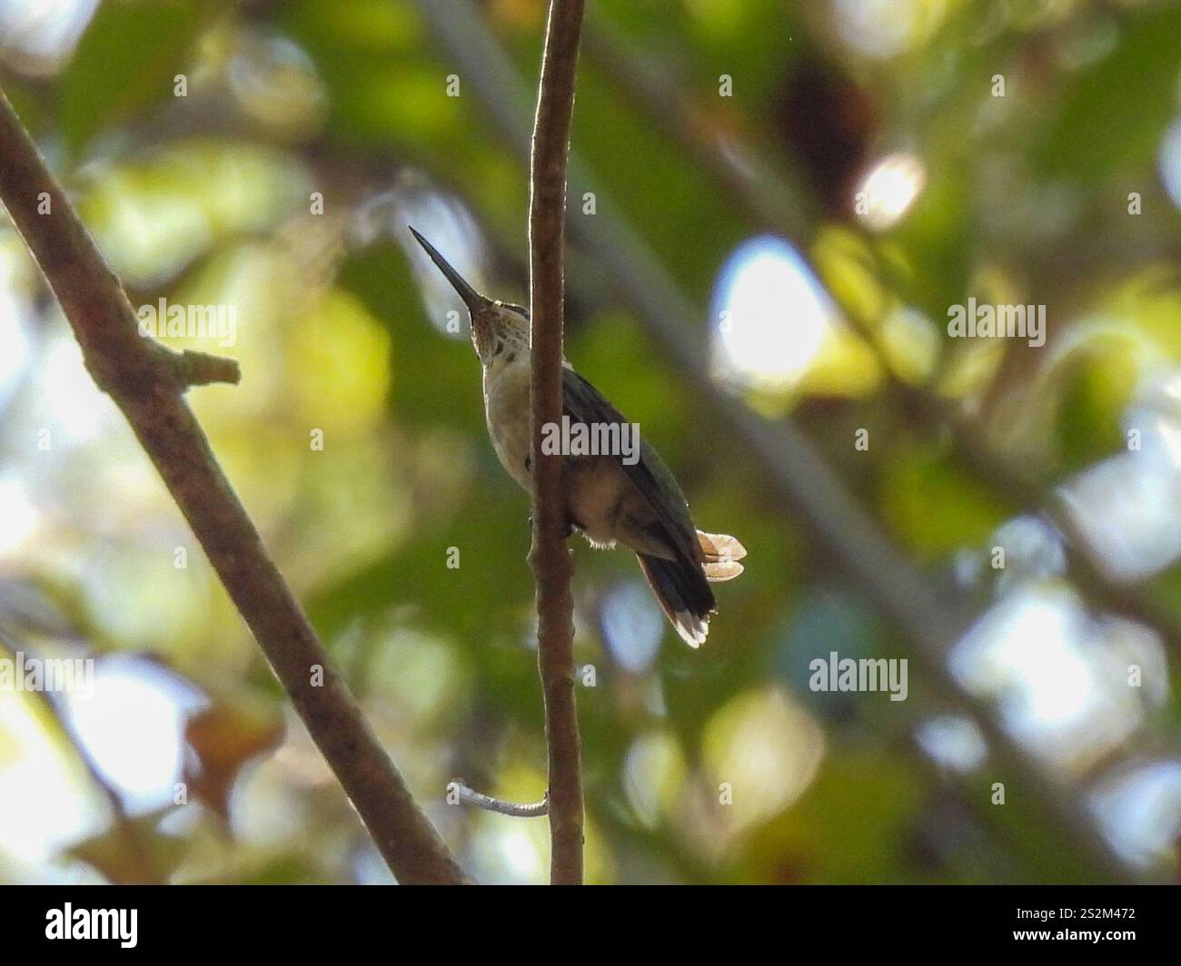 Ruby-throated Hummingbird (Archilochus colubris Stock Photo - Alamy