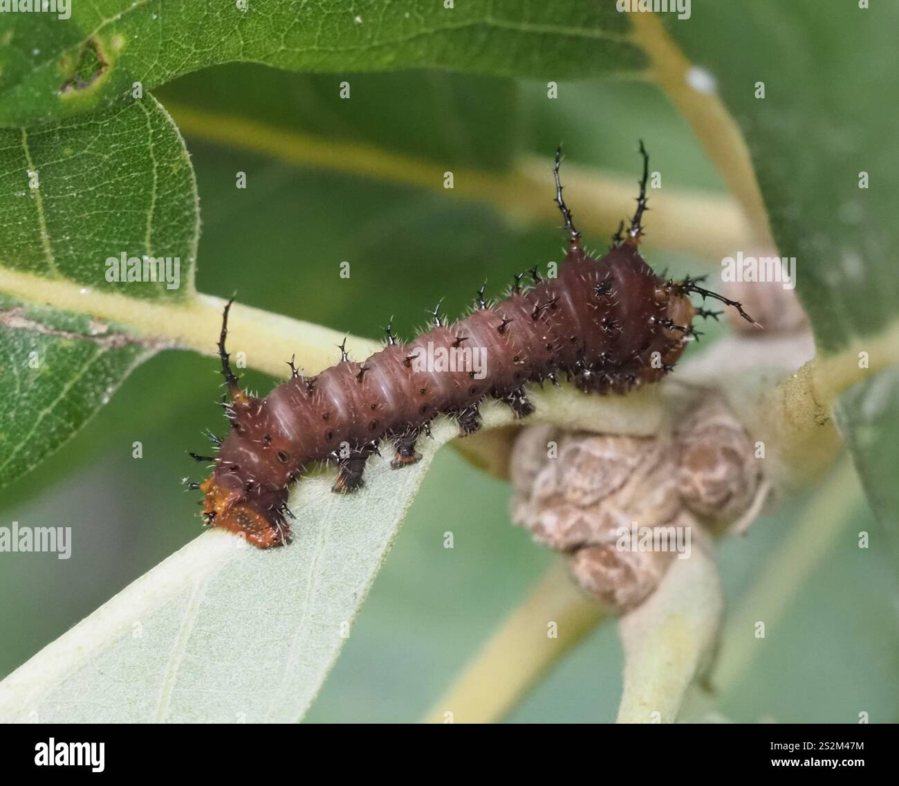 Imperial Moth (Eacles imperialis Stock Photo - Alamy