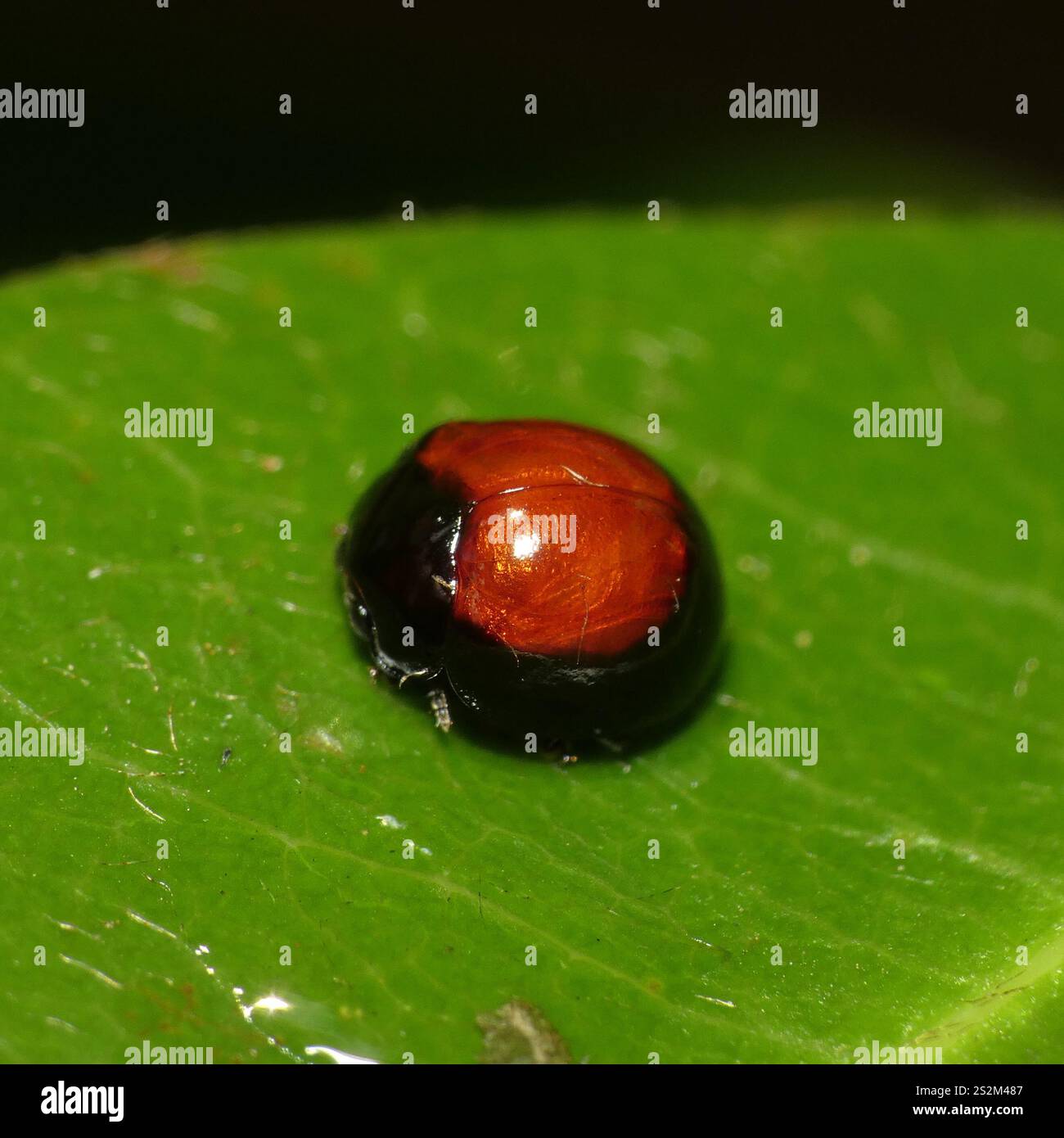 Flea Beetles (Alticini Stock Photo - Alamy