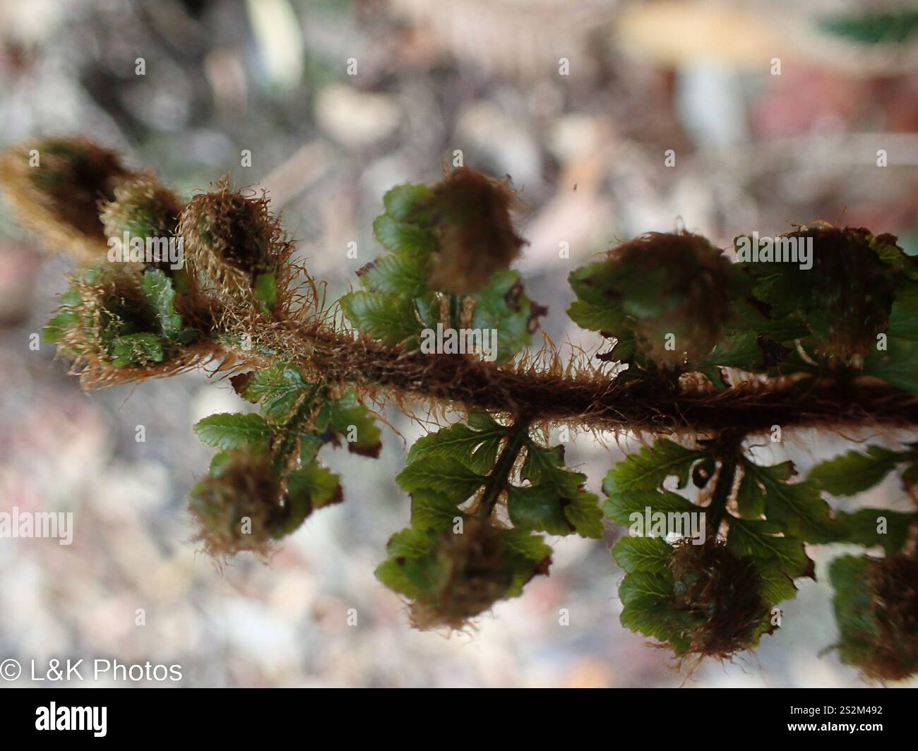 Mother shield fern hi-res stock photography and images - Alamy
