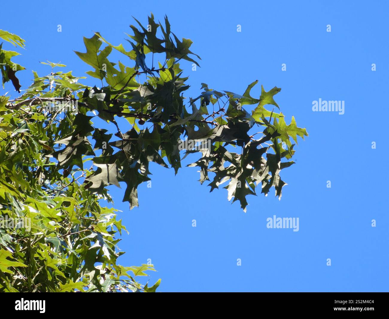 cherrybark oak (Quercus pagoda Stock Photo - Alamy