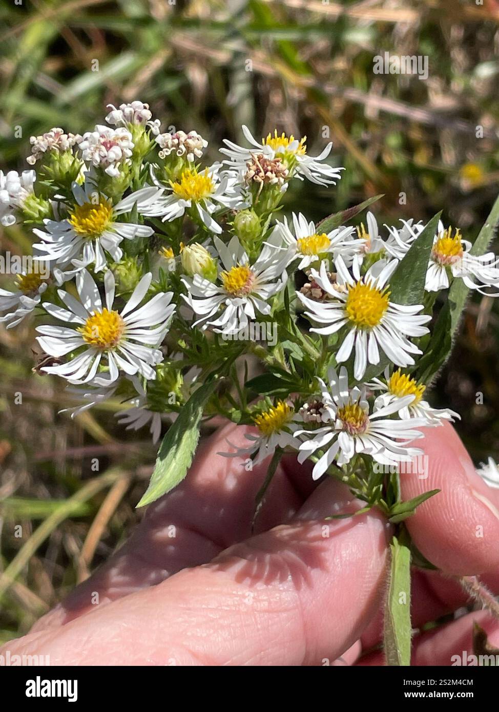 hairy white oldfield aster (Symphyotrichum pilosum Stock Photo - Alamy