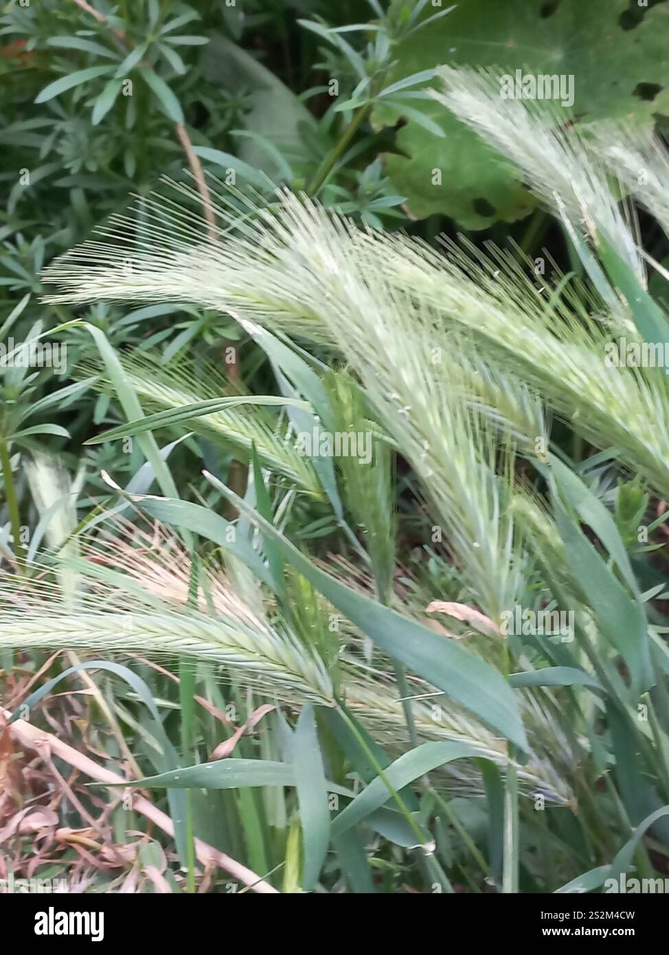 wall barley (Hordeum murinum Stock Photo - Alamy