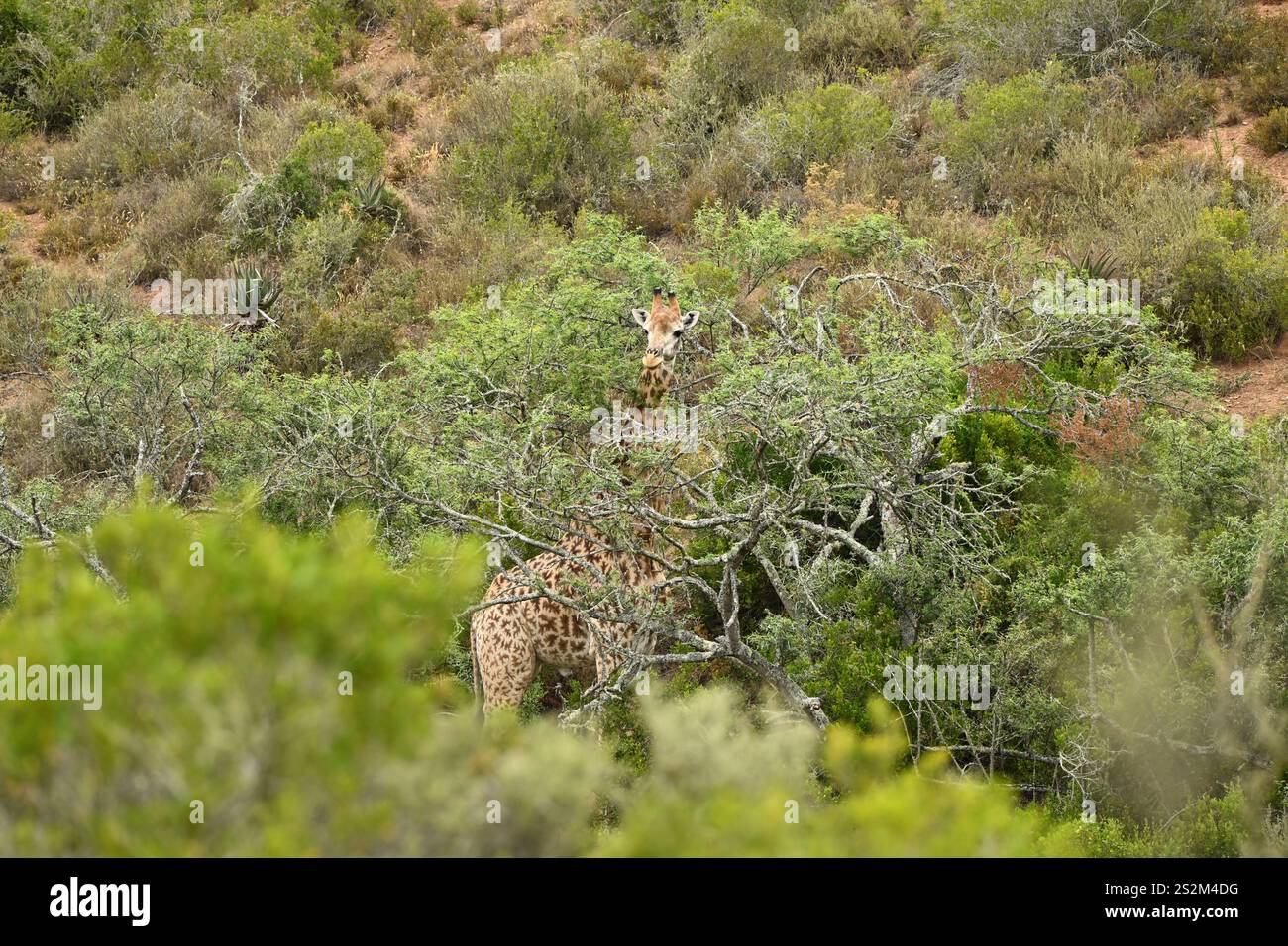 Giraffe in the wild Africa habitat Stock Photo - Alamy