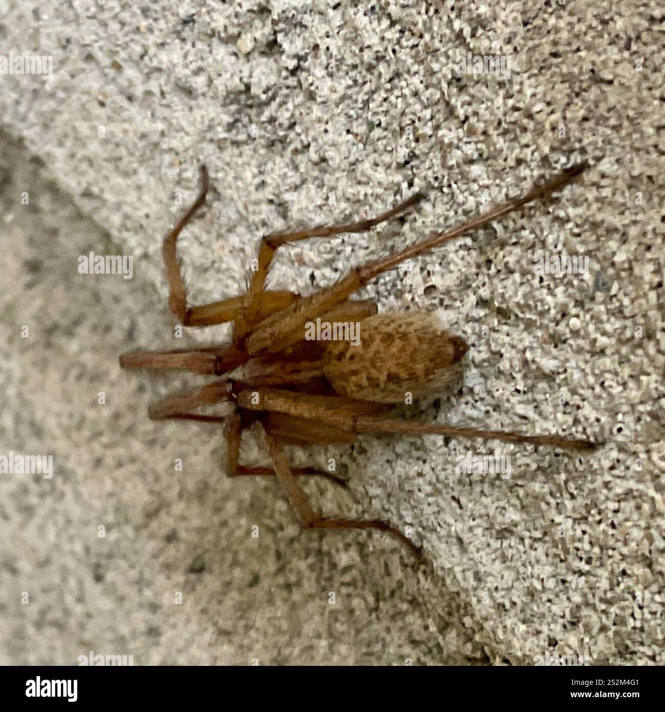 Hobo Spider (Eratigena agrestis Stock Photo - Alamy
