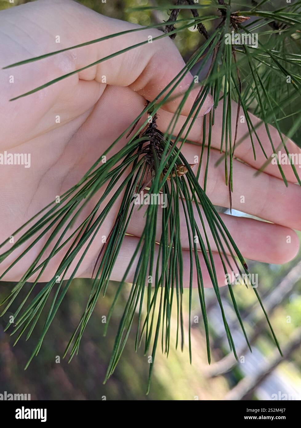 sand pine (Pinus clausa Stock Photo - Alamy