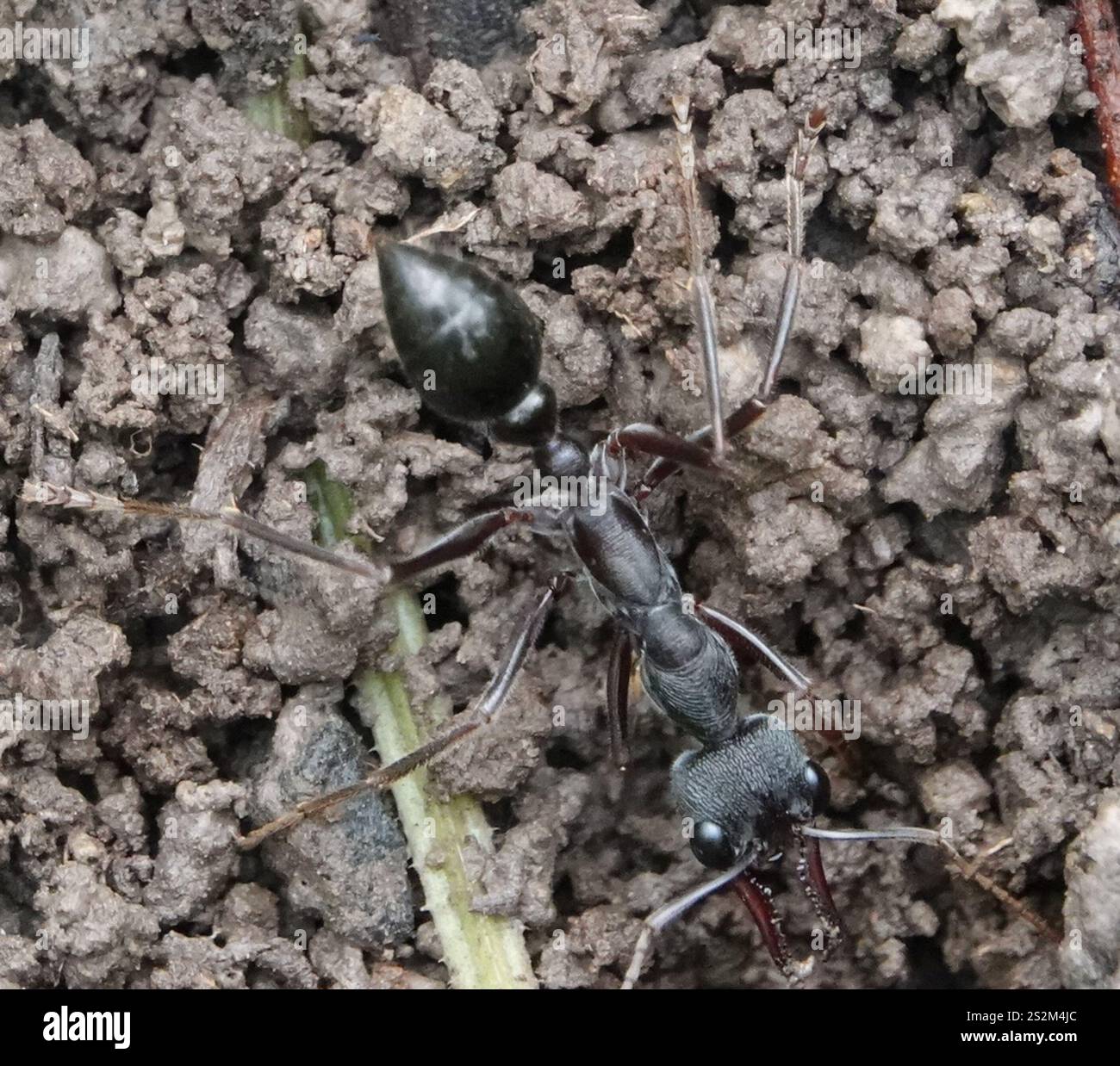 Inch Ant (Myrmecia pyriformis Stock Photo - Alamy