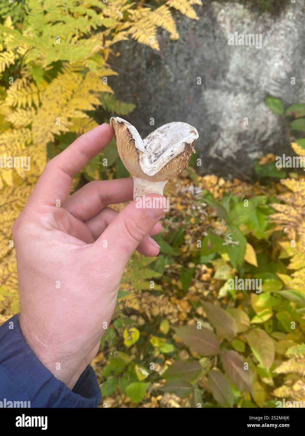 Short-stemmed Russula (Russula brevipes Stock Photo - Alamy