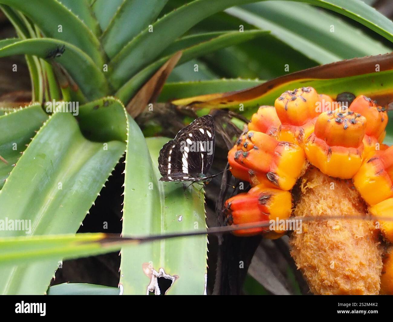 Sullied Brown Sailer (Neptis nata Stock Photo - Alamy