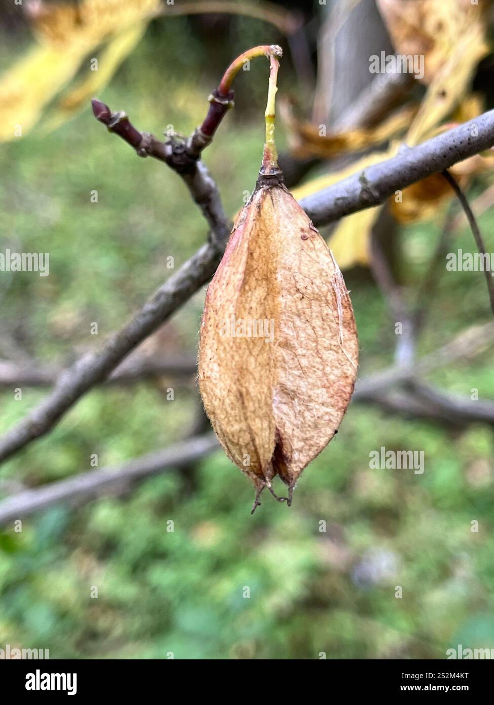 American bladdernut (Staphylea trifolia Stock Photo - Alamy