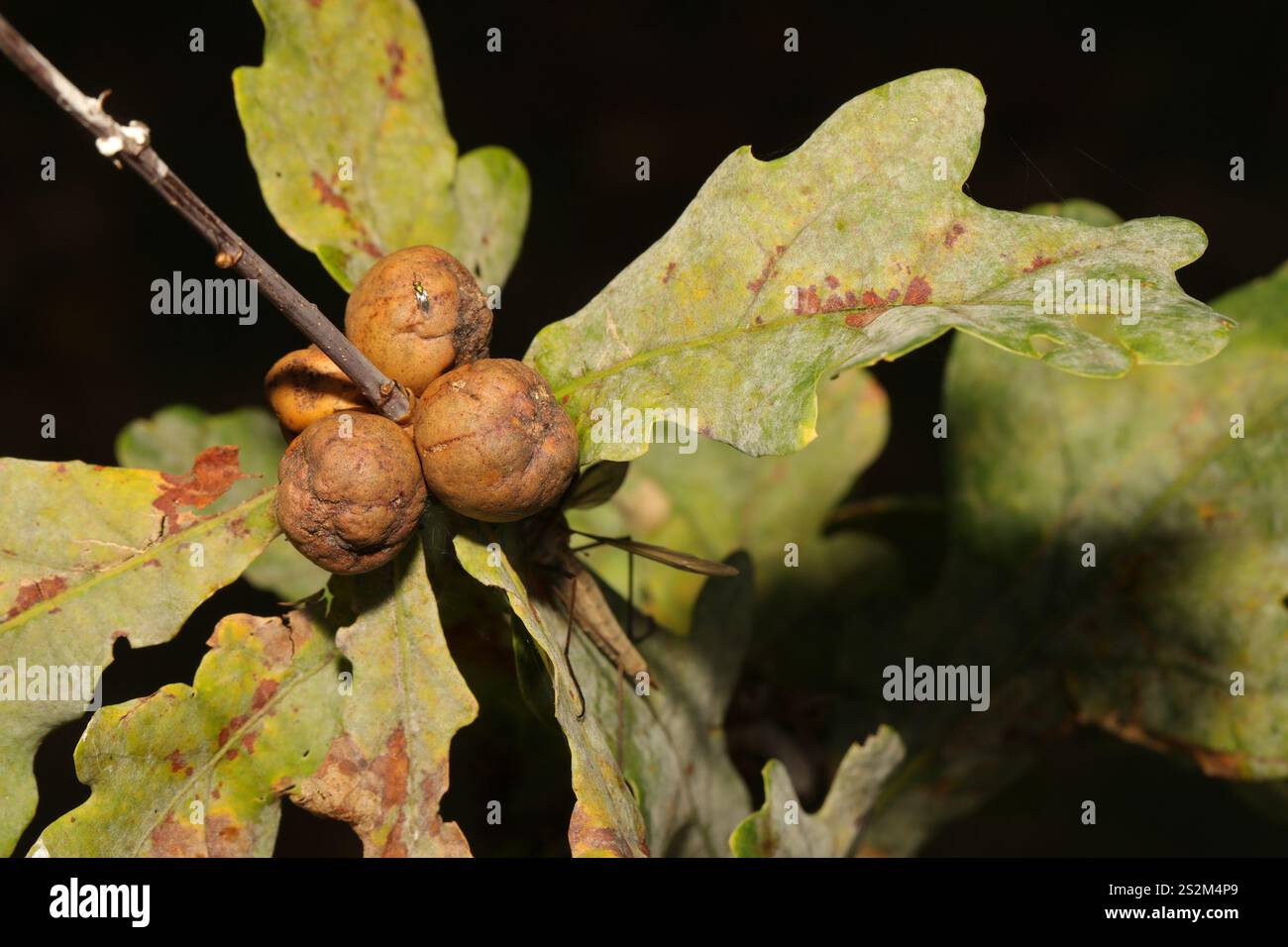 Oak Marble Gall Wasp (Andricus kollari Stock Photo - Alamy