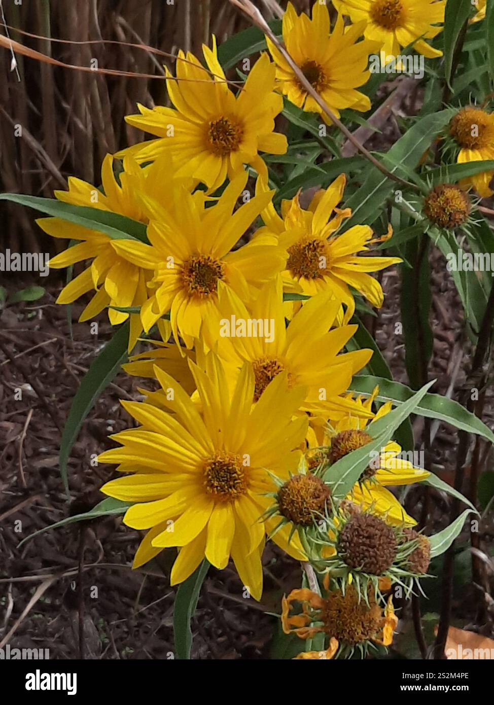 sawtooth sunflower (Helianthus grosseserratus Stock Photo - Alamy