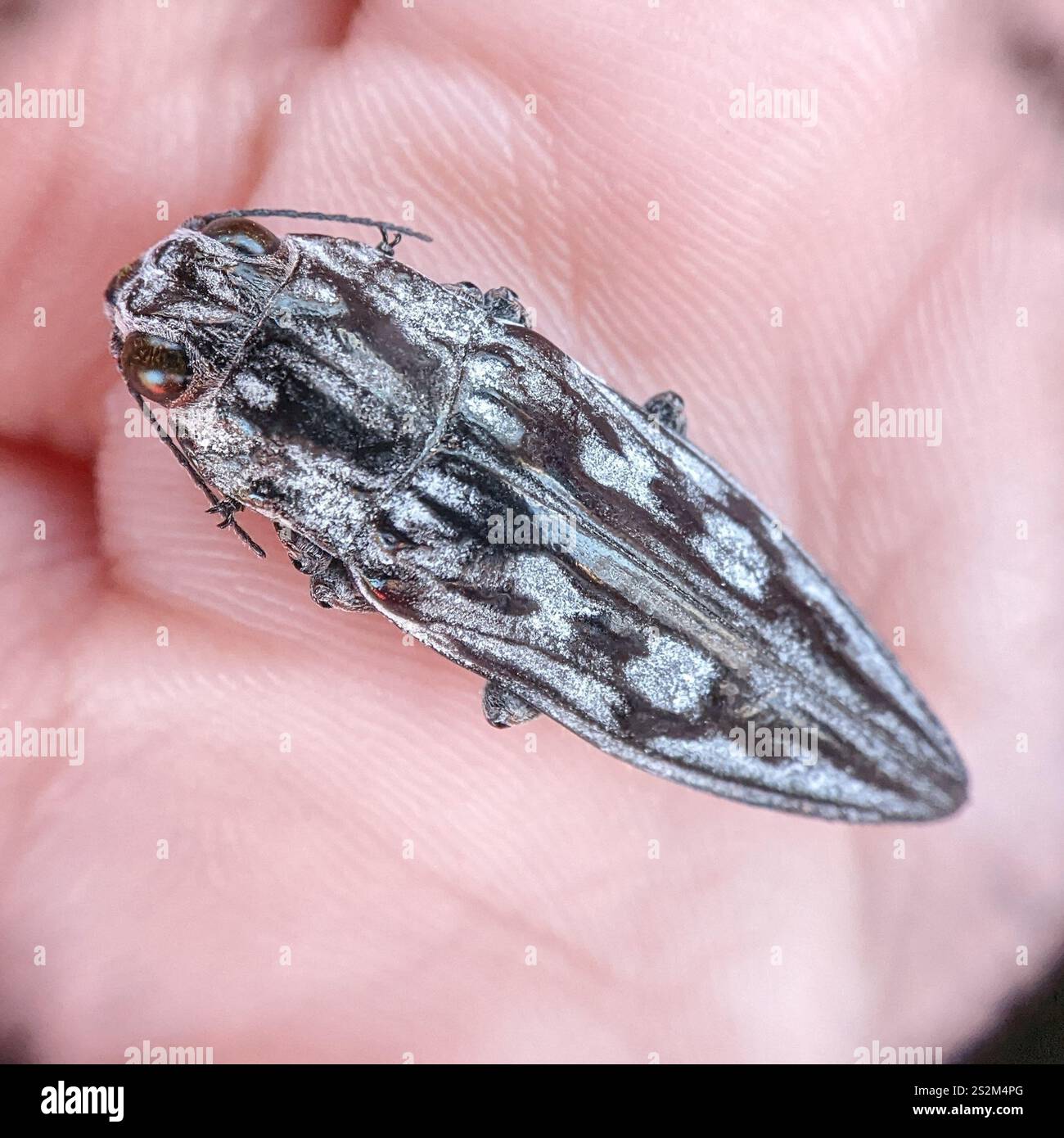 Sculptured Pine Borer (Chalcophora virginiensis Stock Photo - Alamy