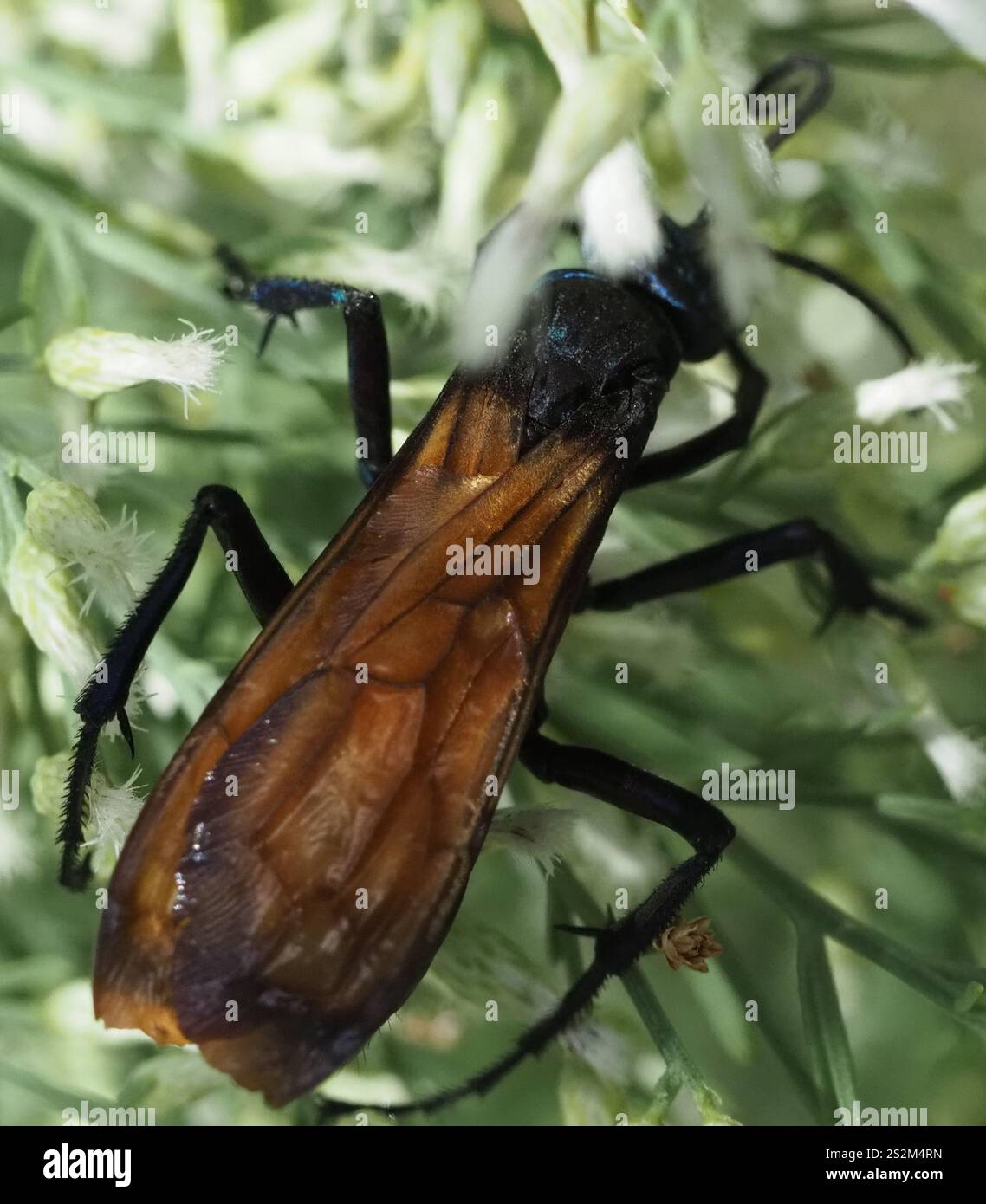 Thisbe's Tarantula-hawk Wasp (Pepsis thisbe Stock Photo - Alamy