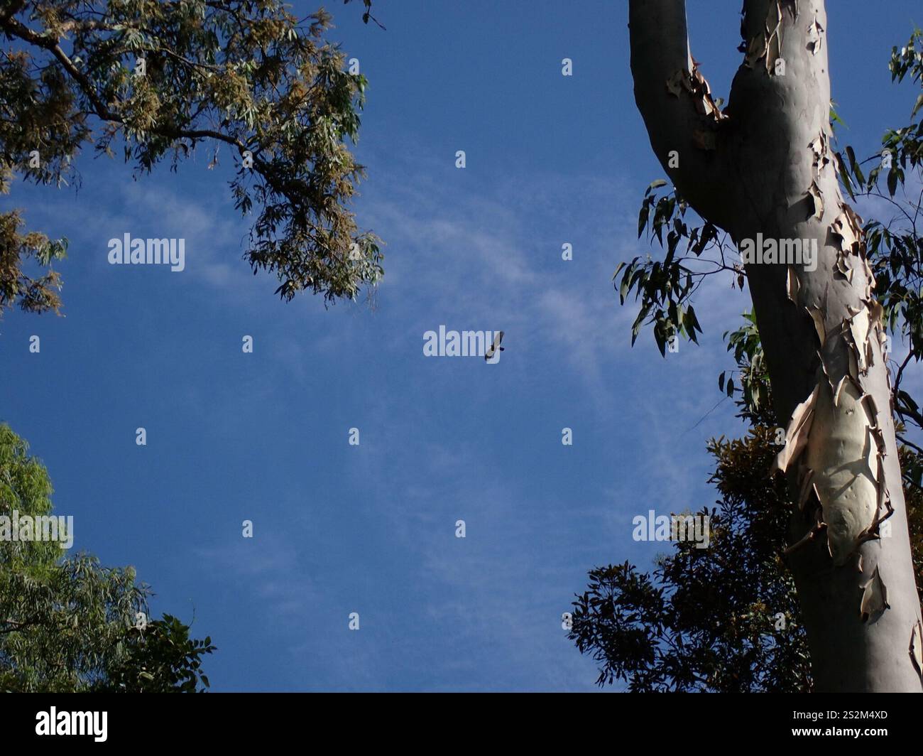 Baza subcristata hi-res stock photography and images - Alamy