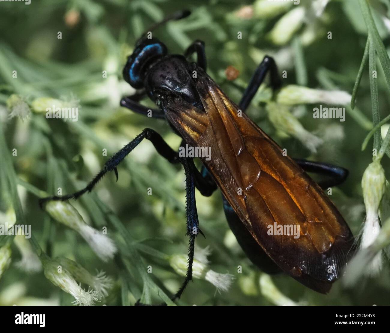 Thisbe's Tarantula-hawk Wasp (Pepsis thisbe Stock Photo - Alamy