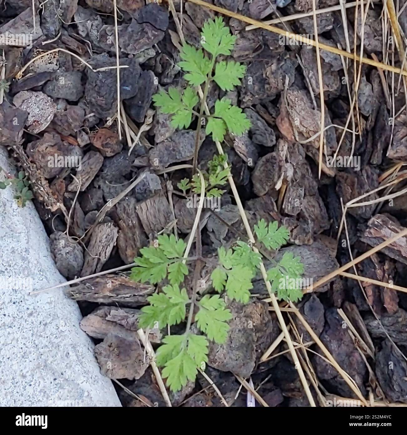 carrot family (Apiaceae Stock Photo - Alamy