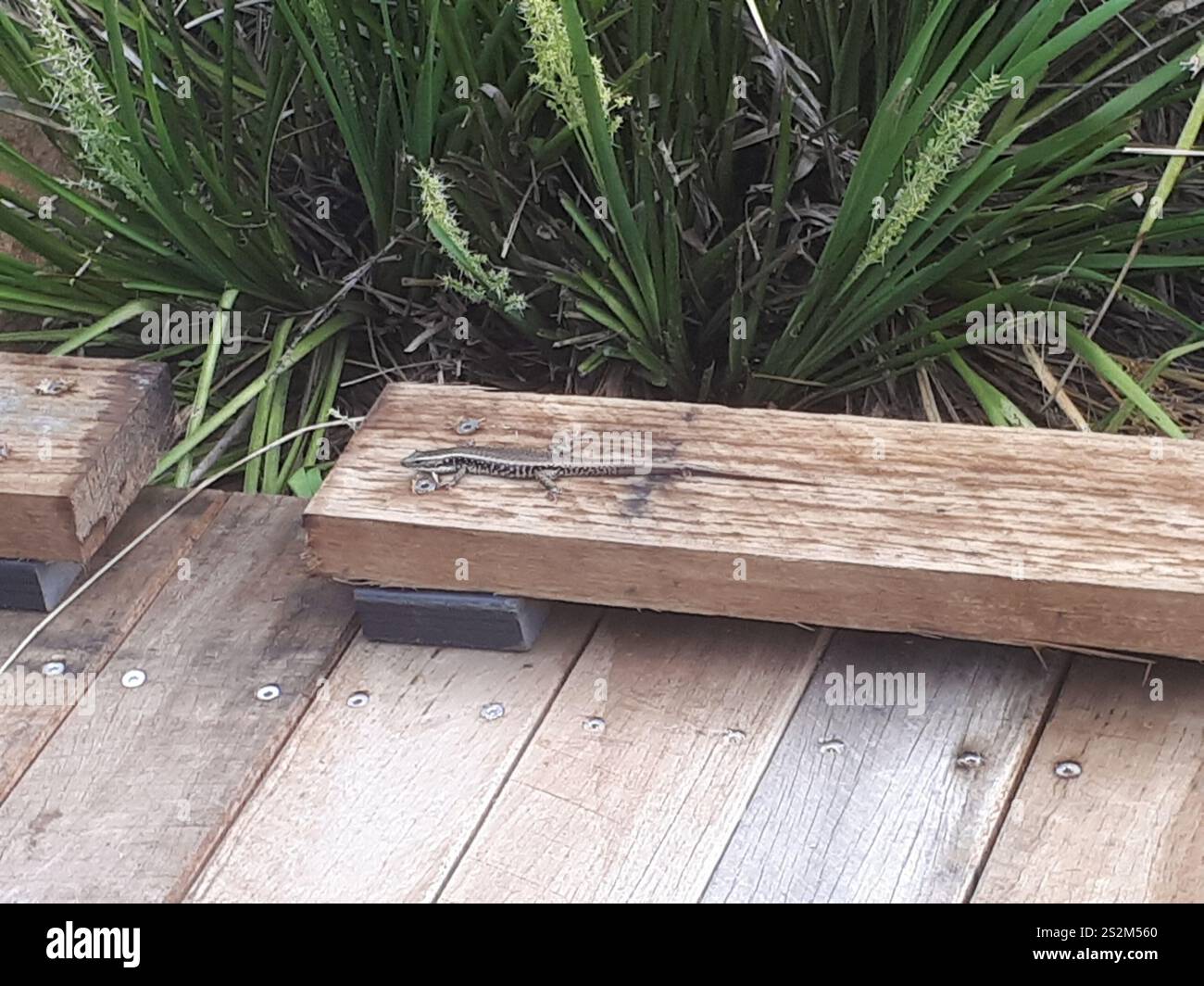 Eastern Water Skink (Eulamprus quoyii Stock Photo - Alamy