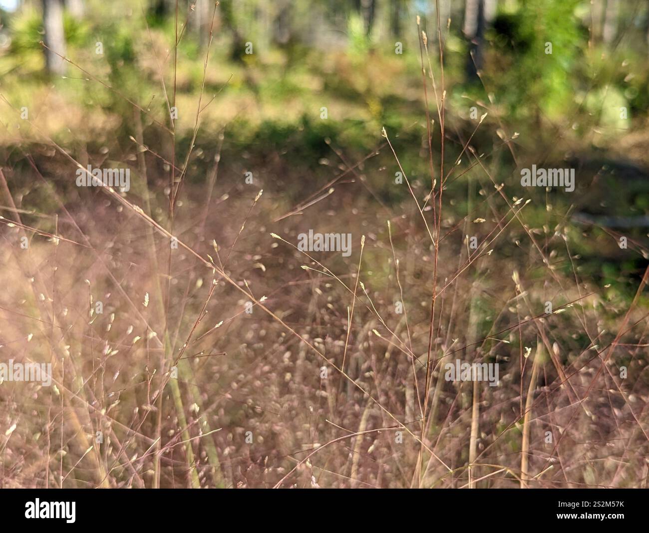 Purple Lovegrass (Eragrostis spectabilis Stock Photo - Alamy