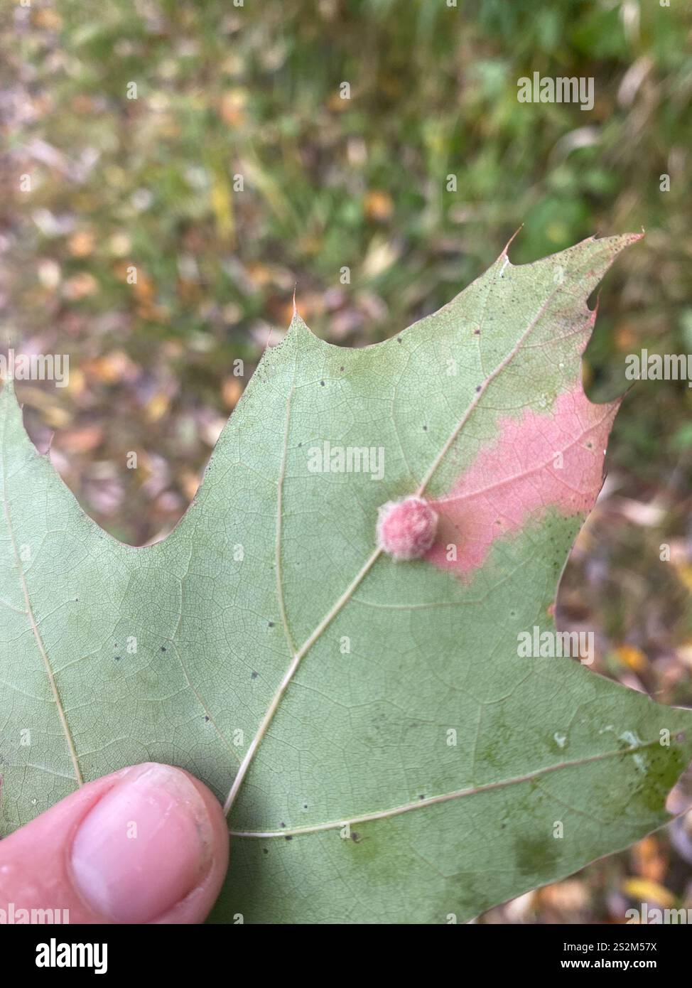 Woolly Oak Gall Wasp (Callirhytis lanata Stock Photo - Alamy