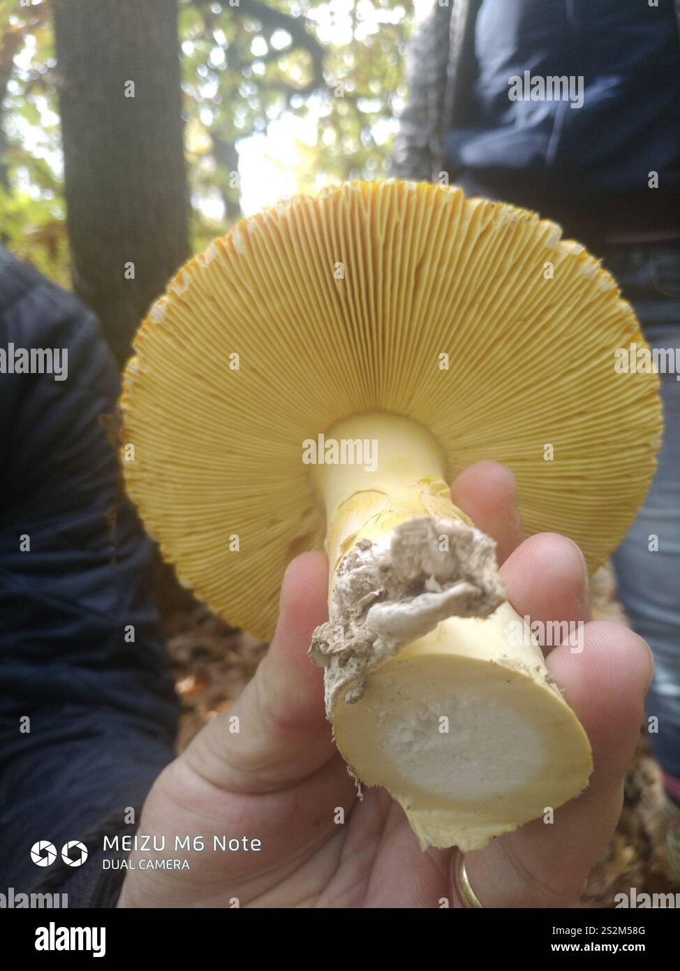 Caesar's mushroom (Amanita caesarea Stock Photo - Alamy