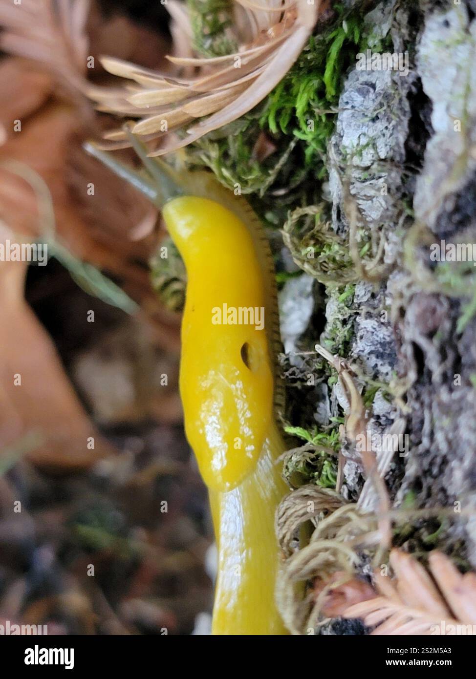 California Banana Slug (Ariolimax californicus Stock Photo - Alamy