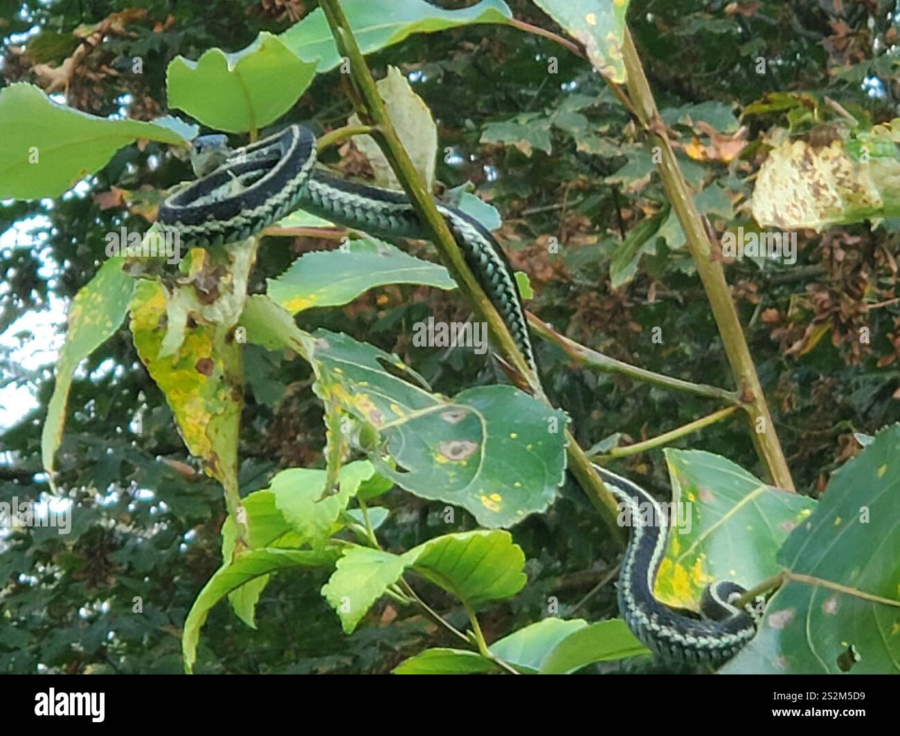 Puget Sound Garter Snake (Thamnophis sirtalis pickeringii Stock Photo ...