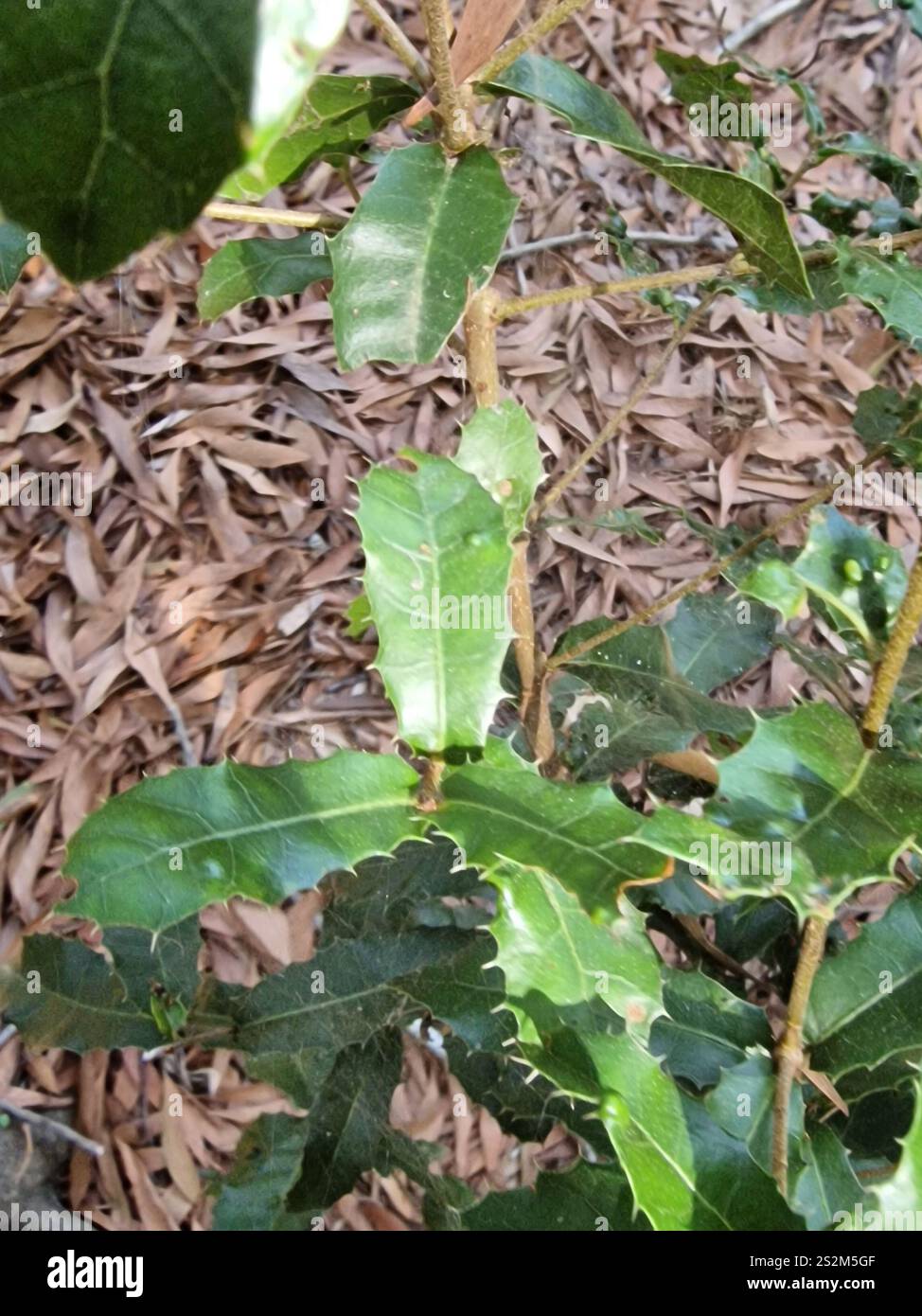 Kermes oak (Quercus coccifera Stock Photo - Alamy