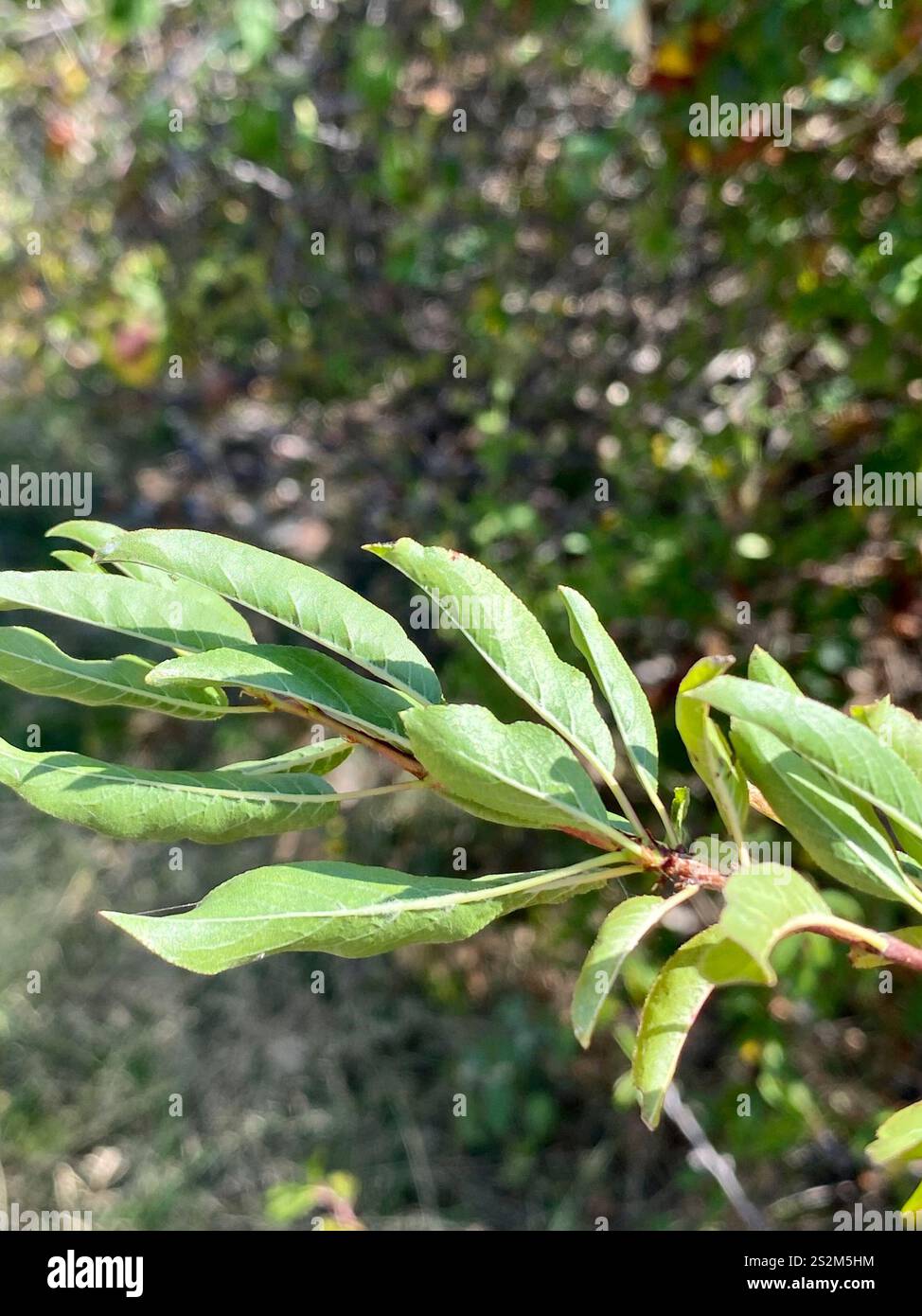 Chickasaw plum (Prunus angustifolia Stock Photo - Alamy